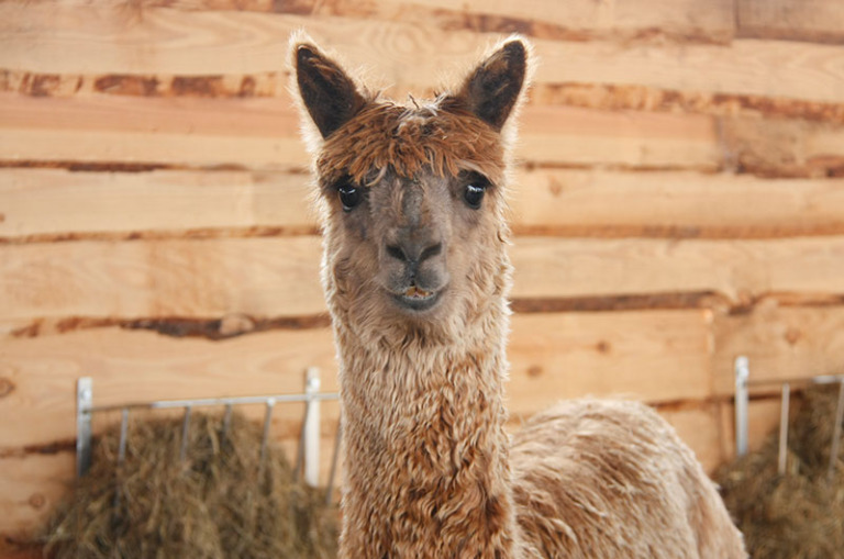 Tijgerpython | Pantropica