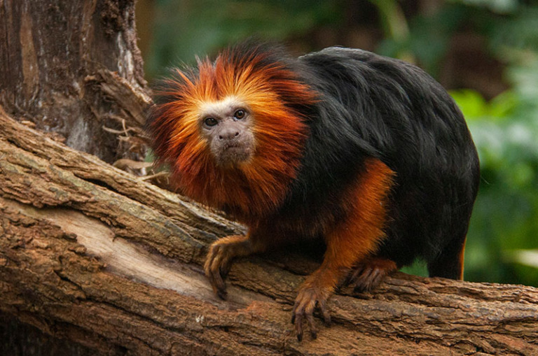 Tijgerpython | Pantropica