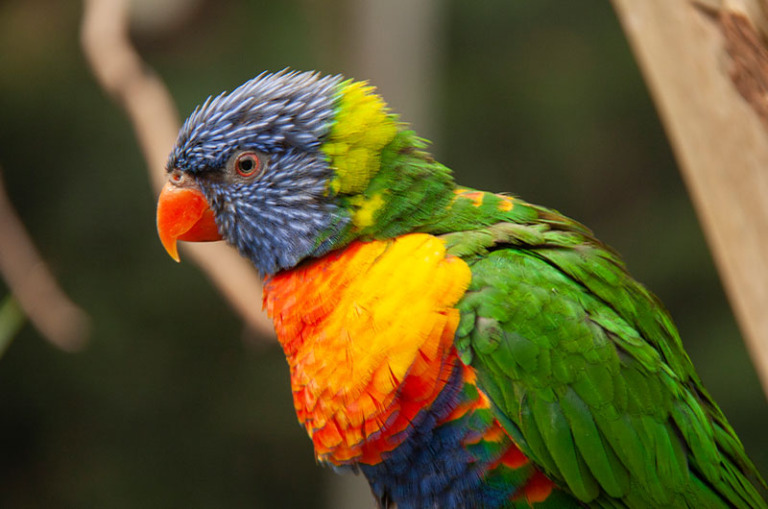 Tijgerpython | Pantropica