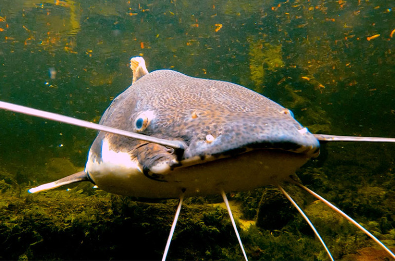 Tijgerpython | Pantropica