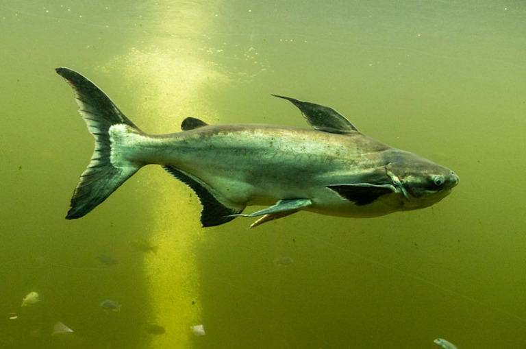 Zoetwaterhaai | Pantropica