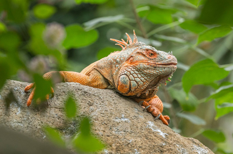 Tijgerpython | Pantropica