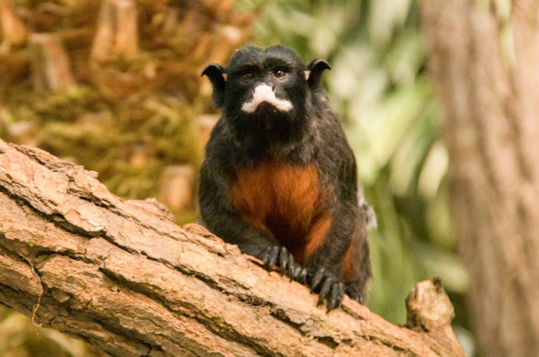 Tijgerpython | Pantropica