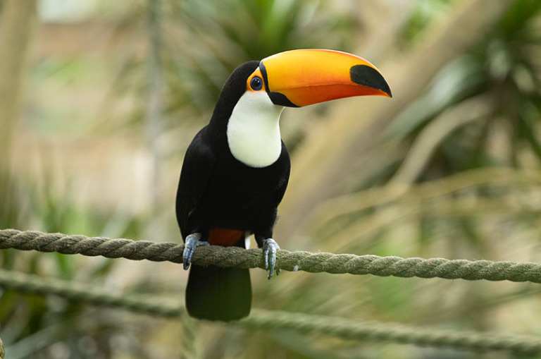 Tijgerpython | Pantropica