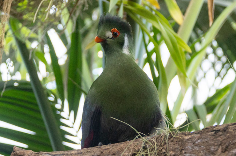 Tijgerpython | Pantropica