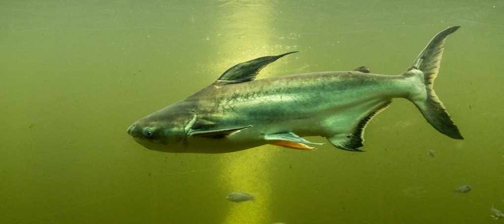 Zoetwaterhaai | Pantropica