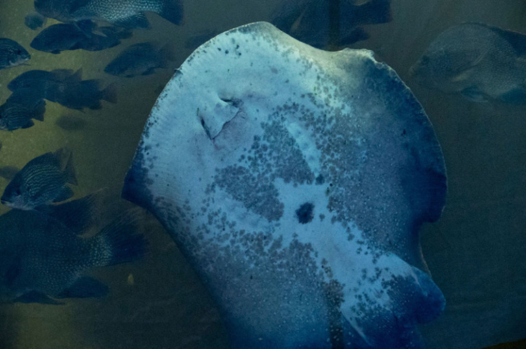 Tijgerpython | Pantropica