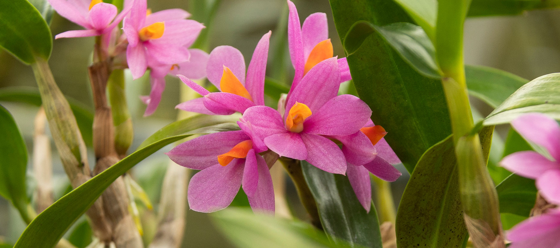 Praktische informatie | Pantropica