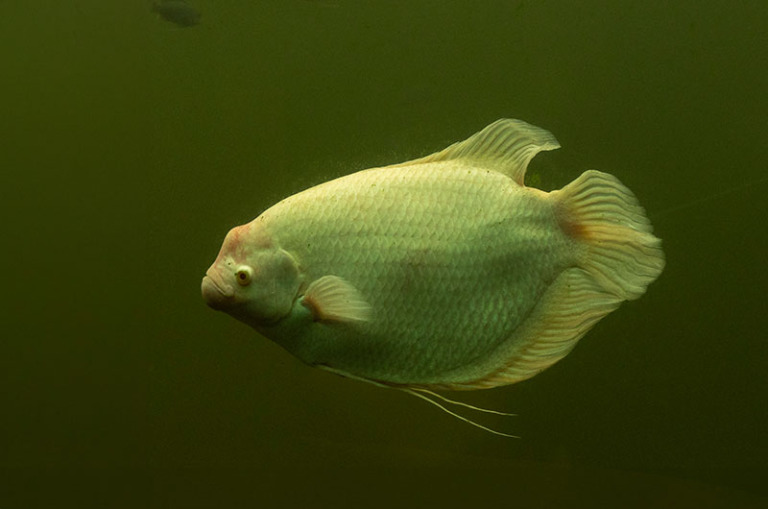 Tijgerpython | Pantropica