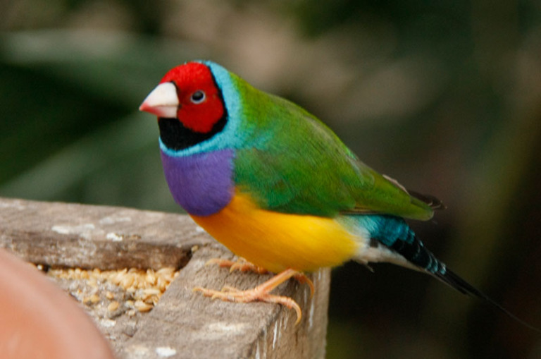 Tijgerpython | Pantropica