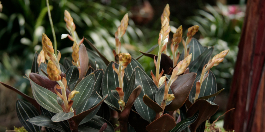 Ludisia | Pantropica